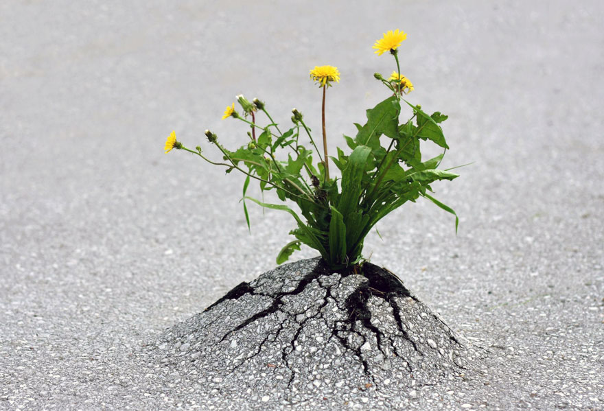 flower-tree-growing-concrete-pavement-19 — The Codeby